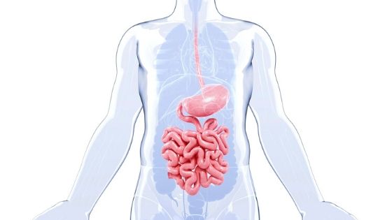 Why Is Your Gut Health Important Right Now Hill Start Nutrition
